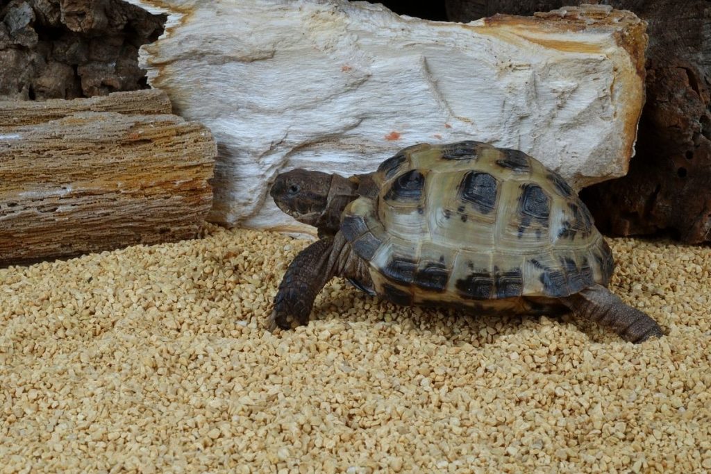 Como fazer um terrário para jabuti? Confira essas dicas! - Almanaque
