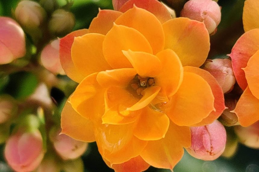 Flor-da-fortuna: veja como valorizar paisagismo da sua casa; flores são ...