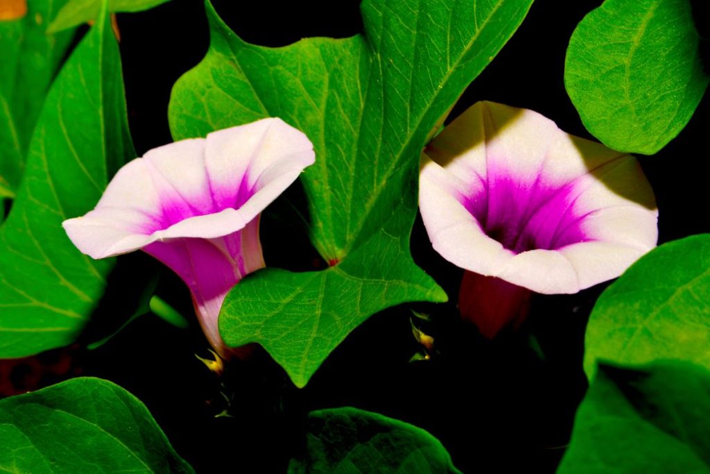 Conheça a beleza das flores da batata-doce, aprenda a cultivar e se ...