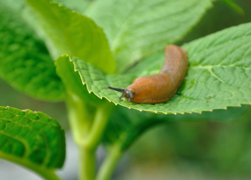 Lesmas no jardim: veja como eliminar e contribuir para o paisagismo ...