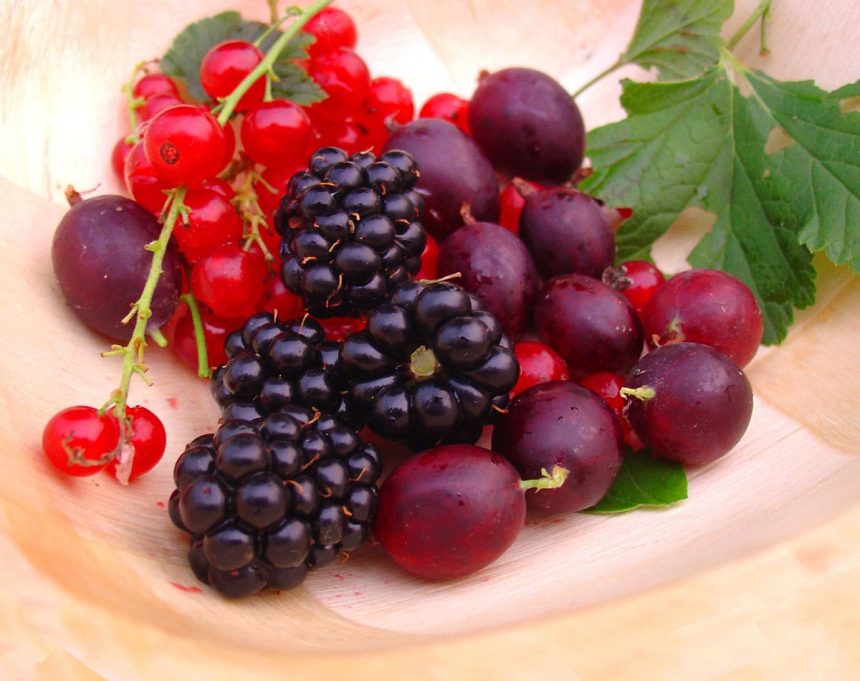 Frutas vermelhas: saiba porque são tão procuradas no paisagismo e se ...