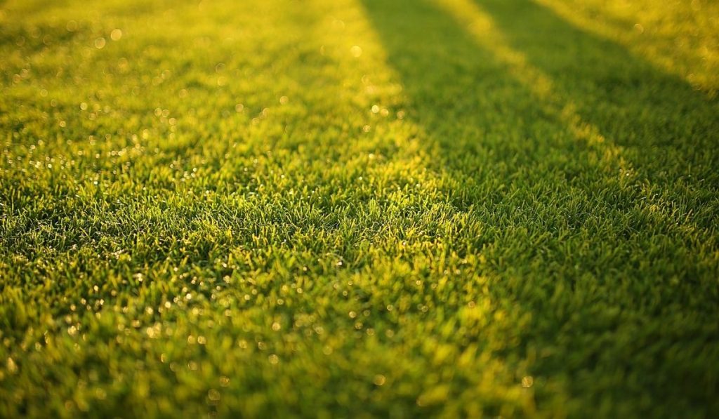 Como Cuidar Do Seu Gramado, Dicas Importantes, Você Precisa Saber