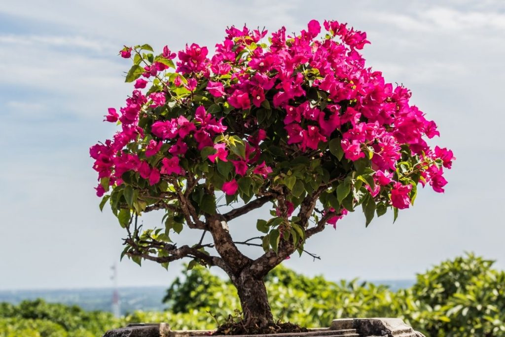 Como cultivar Bonsai de Buganvílias: veja dicas de cuidados