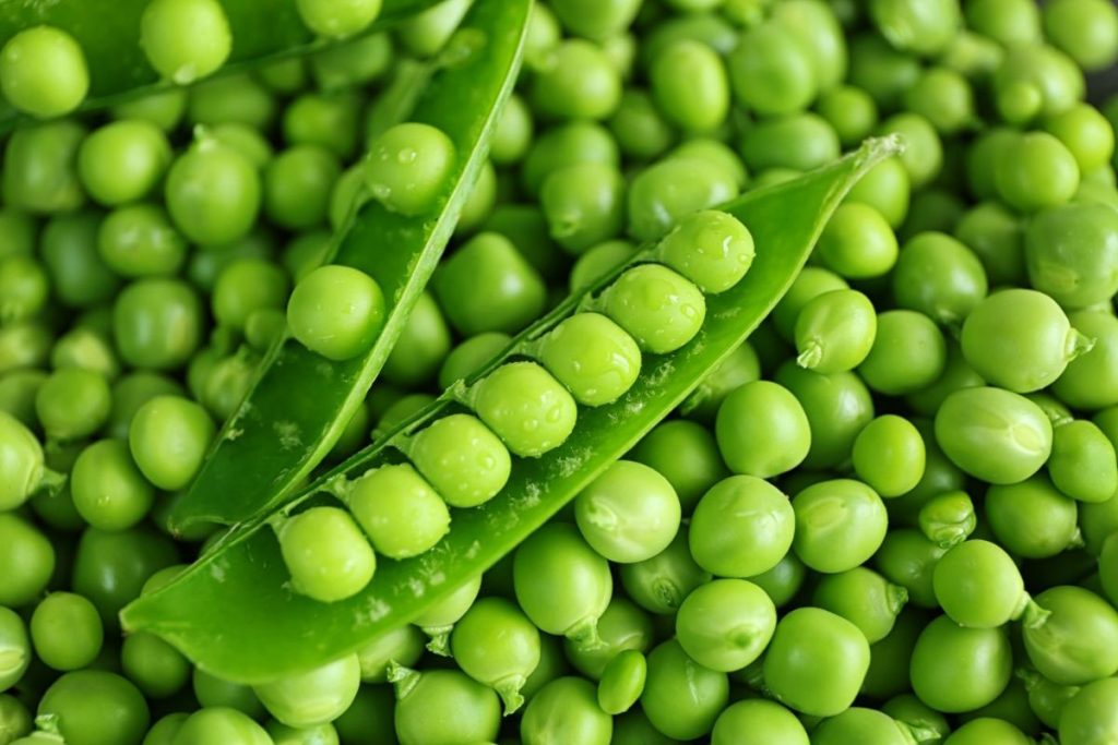 Como cultivar ervilha: métodos e dicas para o melhor cultivo.