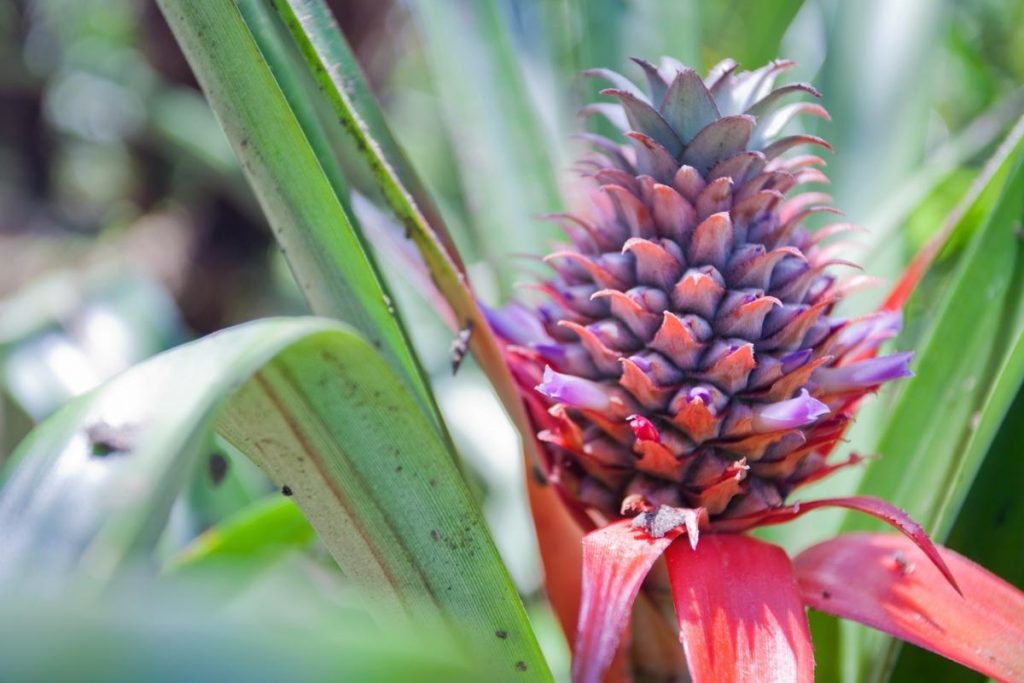 Como cultivar abacaxi: veja tudo que você precisa saber