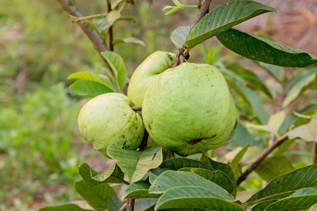 Como cultivar goiaba em vaso: Aprenda a cultivar goiaba em casa