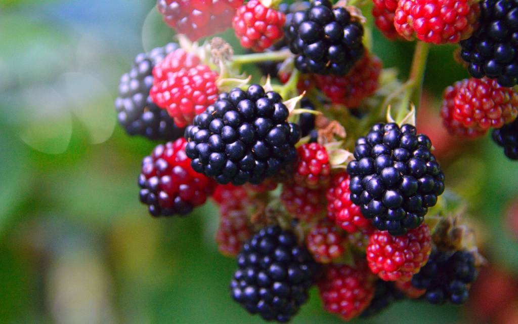 Como cultivar amora em vasos - Horta, Jardim & Cia