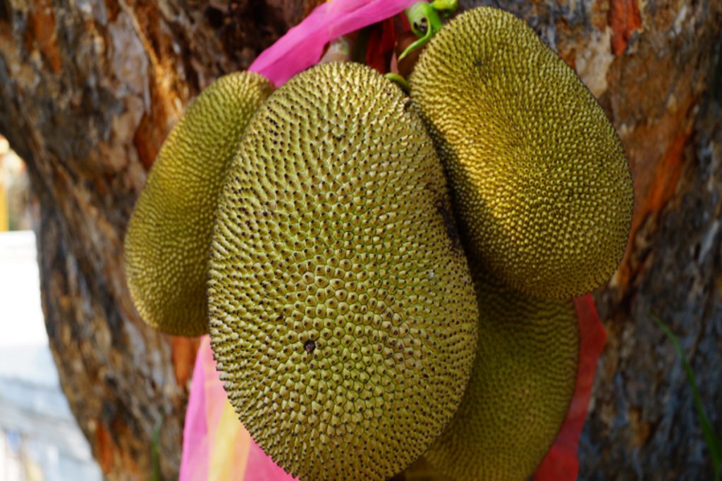 Como saber se a jaca está madura