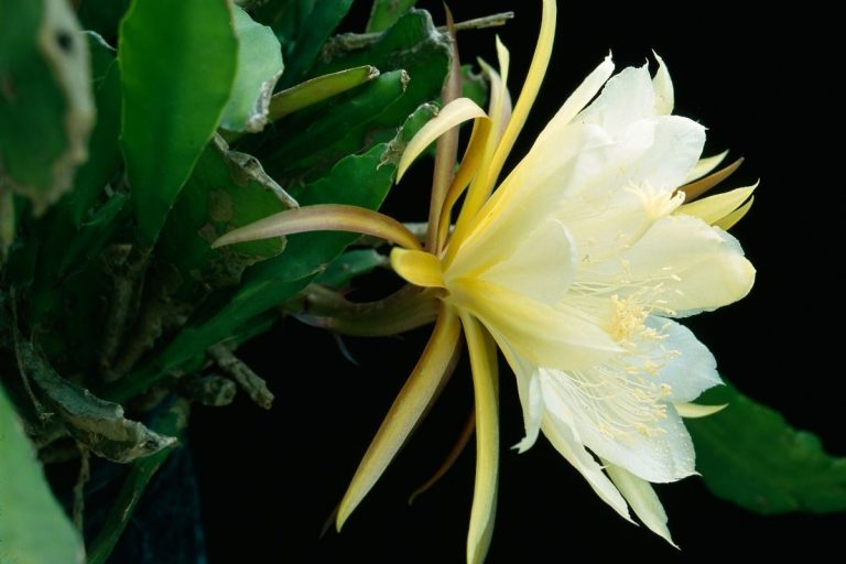 Aprenda a como cultivar flor-de-pitaya! - Horta, Jardim & Cia