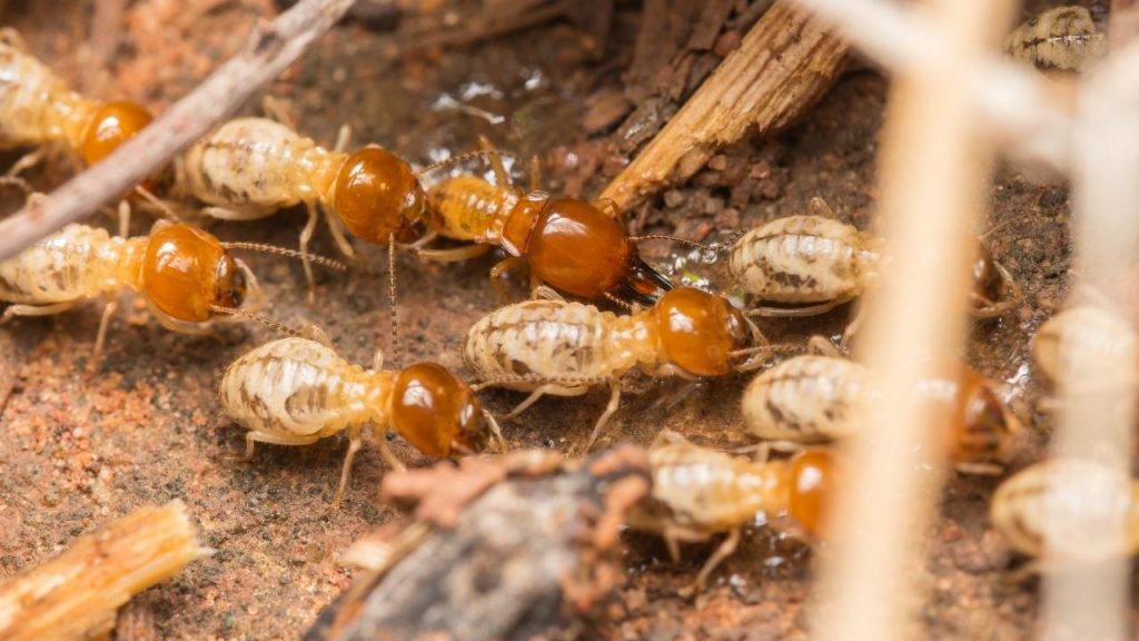 Como eliminar cupim com ingrediente natural? Descubra agora!