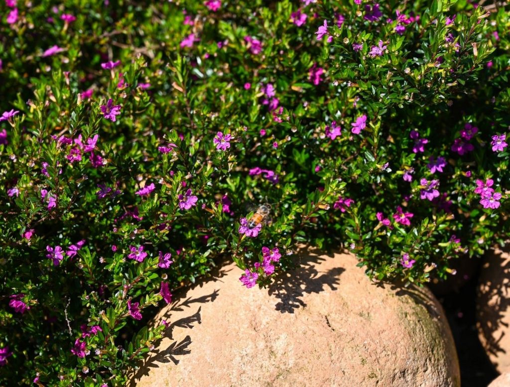 Saiba como cultivar Érica Roxa; uma planta de flores delicadas
