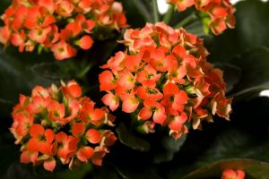 Veja agora como cuidar da flor da fortuna! - Horta, Jardim & Cia