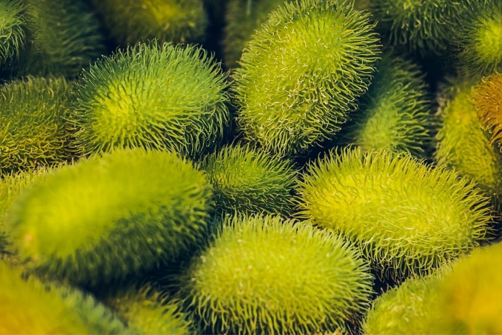 Descubra como fazer o plantio do maxixe em vasos! - Horta, Jardim & Cia