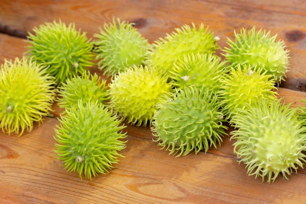 Descubra como fazer o plantio do maxixe em vasos! - Horta, Jardim & Cia