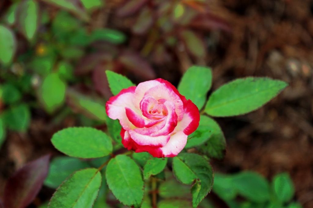 Saiba como cuidar de mini-rosas de maneira eficiente e tenha por mais tempo