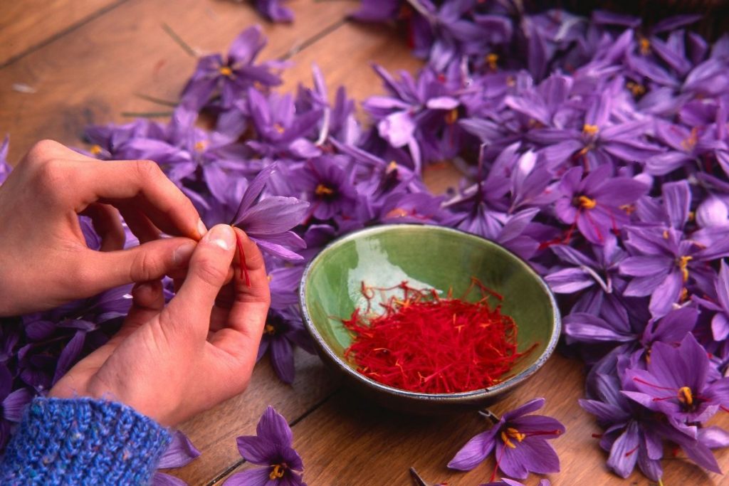 Como cultivar açafrão verdadeiro: Ganhem um boom na sua saúde.