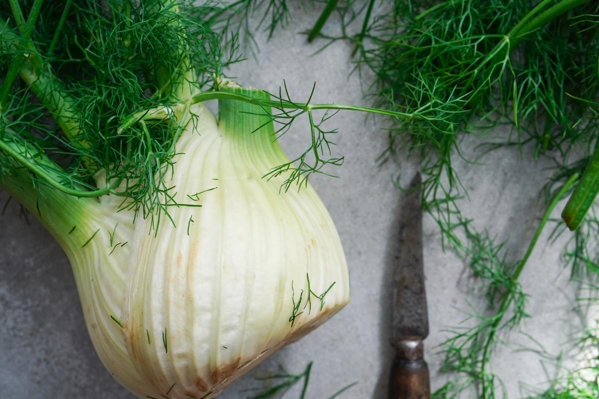 Como diferenciar a erva-doce e o endro; aprenda agora mesmo