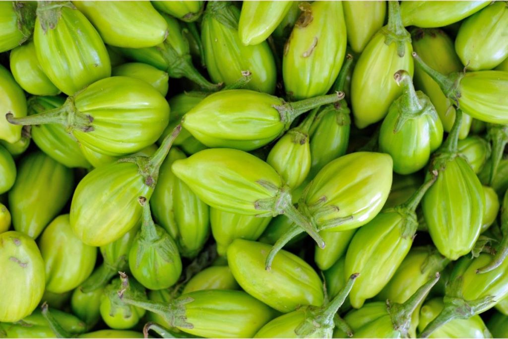 Saiba agora como cultivar o jiló e tenha um super alimento em casa