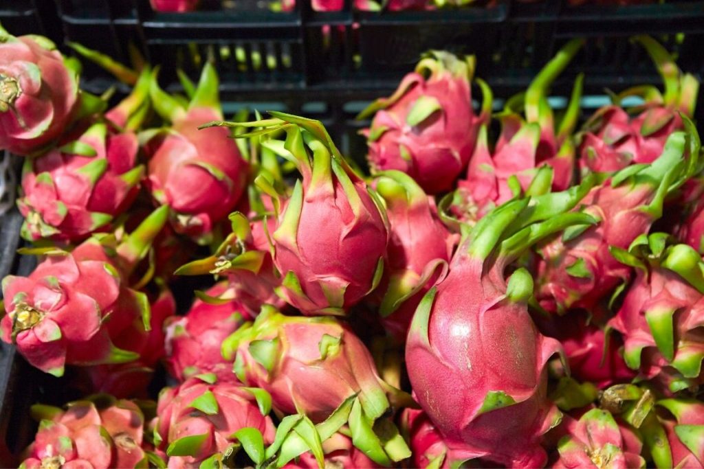 Gosta de pitaya? Aprenda facilmente a cuidar do pé dessa delícia