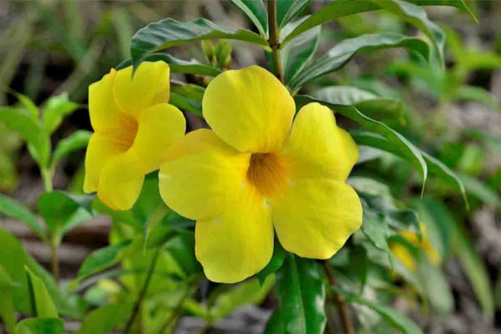 Confira dicas sobre como ter belas alamandas no seu jardim