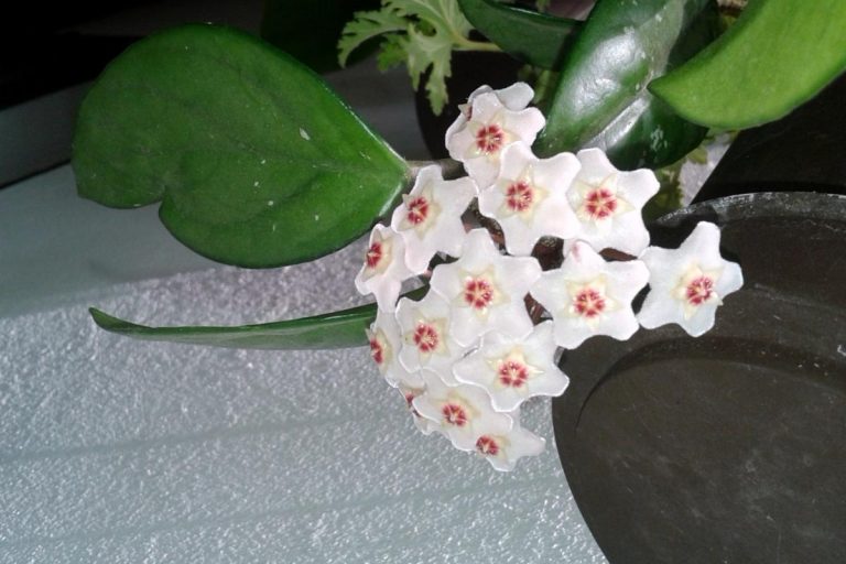 5 segredos para sua flor-de-cera ficar exuberante em sua casa