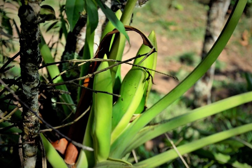 Cuidados e a preservação do pacová: veja dicas fáceis de cultivo