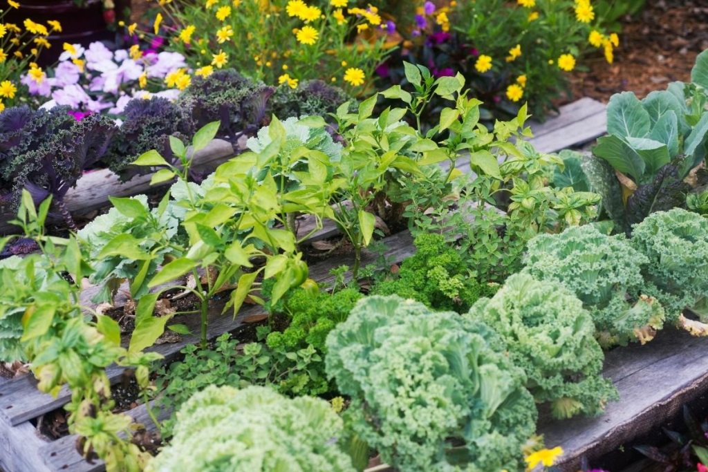 Veja 5 erros que destroem a horta e são mais comuns do que imaginamos