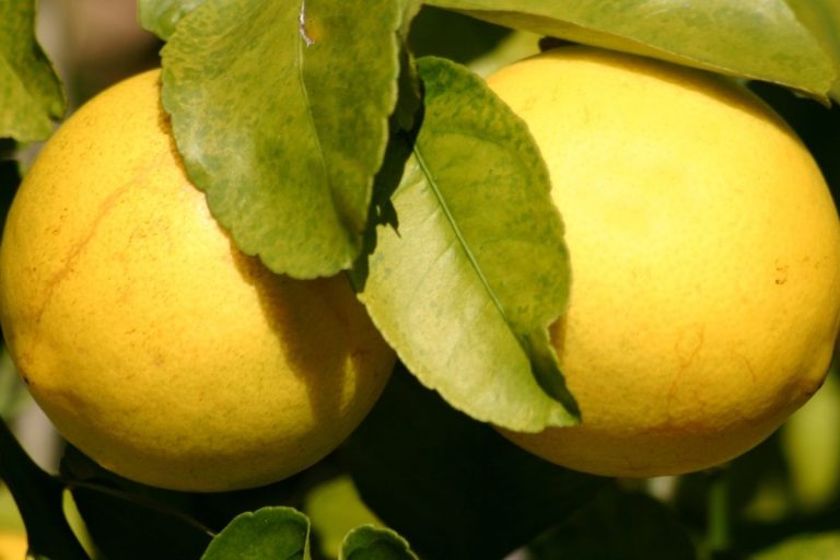 Limão Rosa: conheça os benefícios saiba como consumir em seu dia a dia