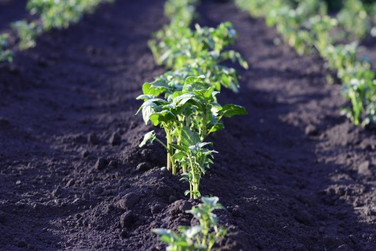 Conheça 3 produtos que ajudam a reter água na terra: controlar umidade Conheça 3 produtos que ajudam a reter água na terra: controlar umidade