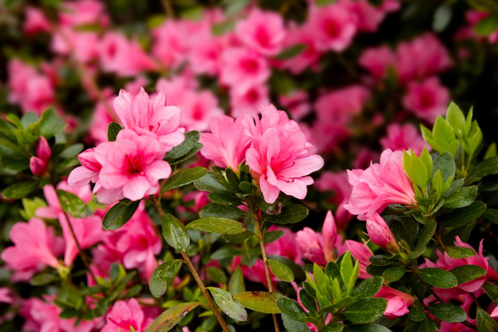 Azaleias encantadoras: veja agora mesmo os segredos para dar certo o ...