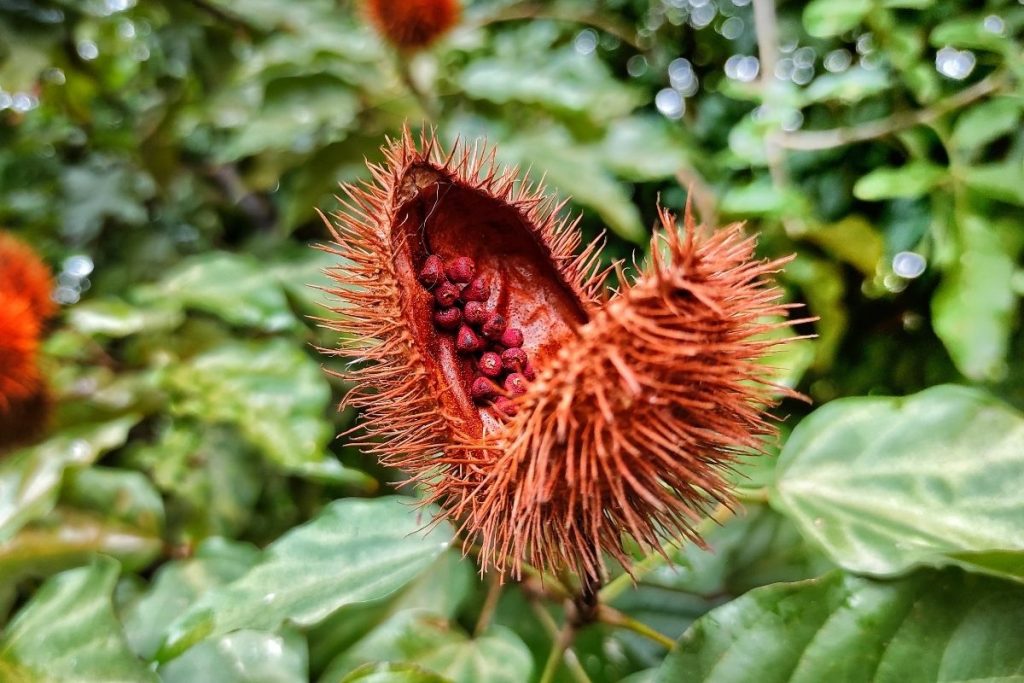 Saiba como plantar urucum (colorau): tempero incrível e muito saudável