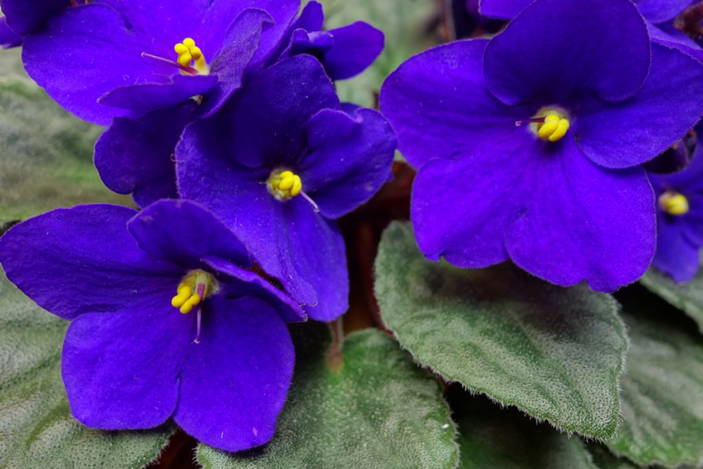 Quanto tempo demora para florescer uma violeta? Veja dicas de cultivo