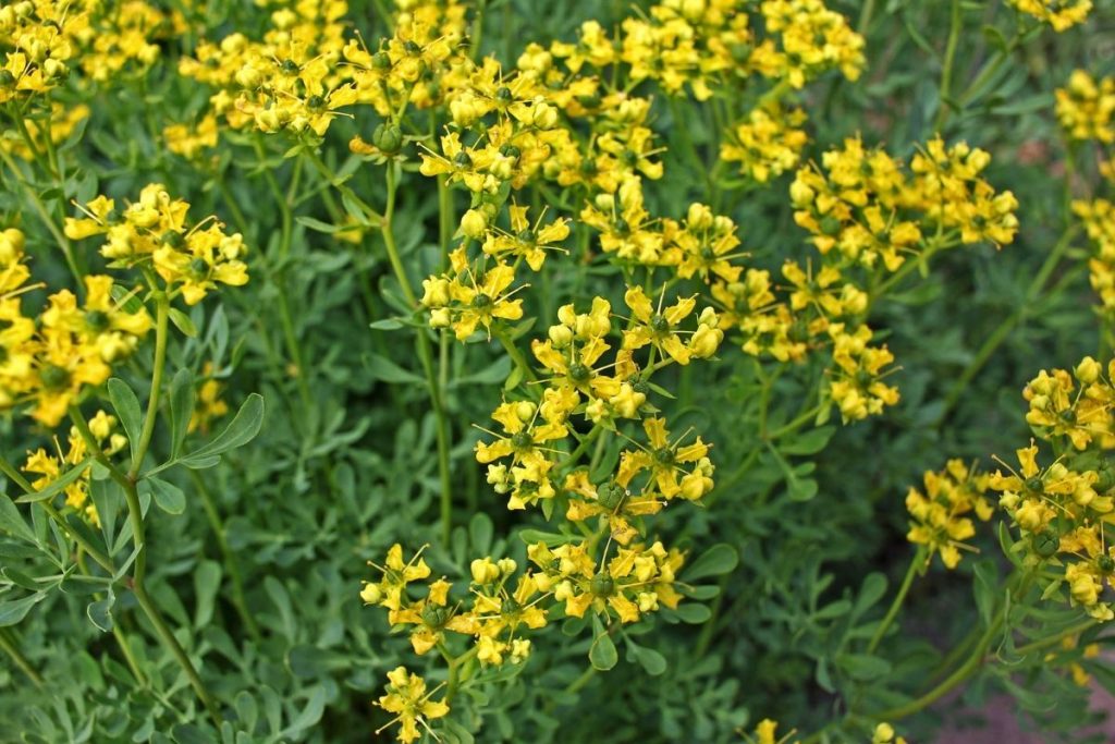 Arruda pode ficar no sol? Aprenda a cultivar corretamente essa planta