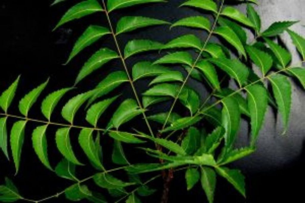 Como é a árvore de Neem? Para que serve seu óleo? Saiba tudo agora ...