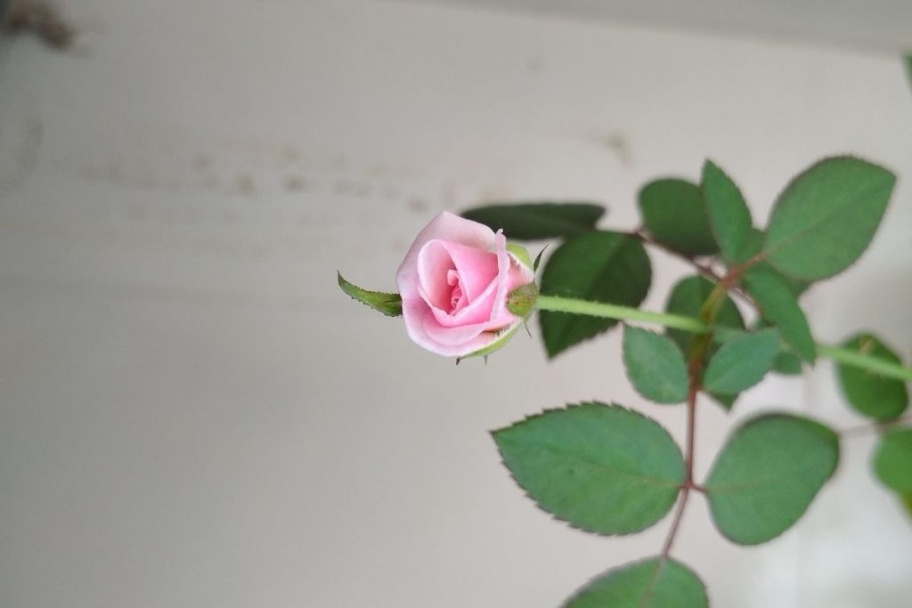 Como cultivar mini rosas no jardim? Veja dicas de cultivo para não morrer