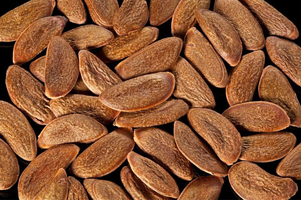 Como Fazer Germinar Sementes De Caqui Aprenda O Passo A Passo