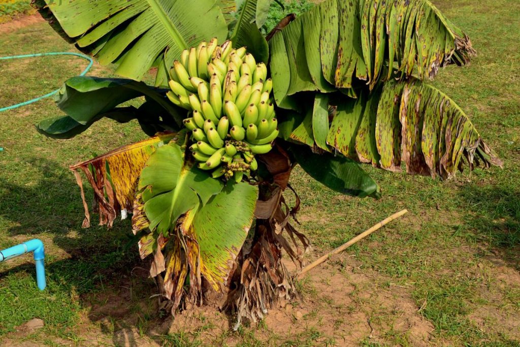 Em quanto tempo a banana dá cacho?