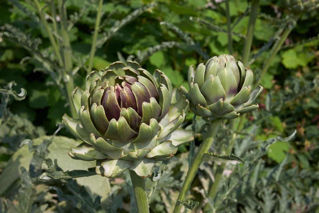 Saiba como fazer o cultivo da alcachofra: uma incrível planta medicinal
