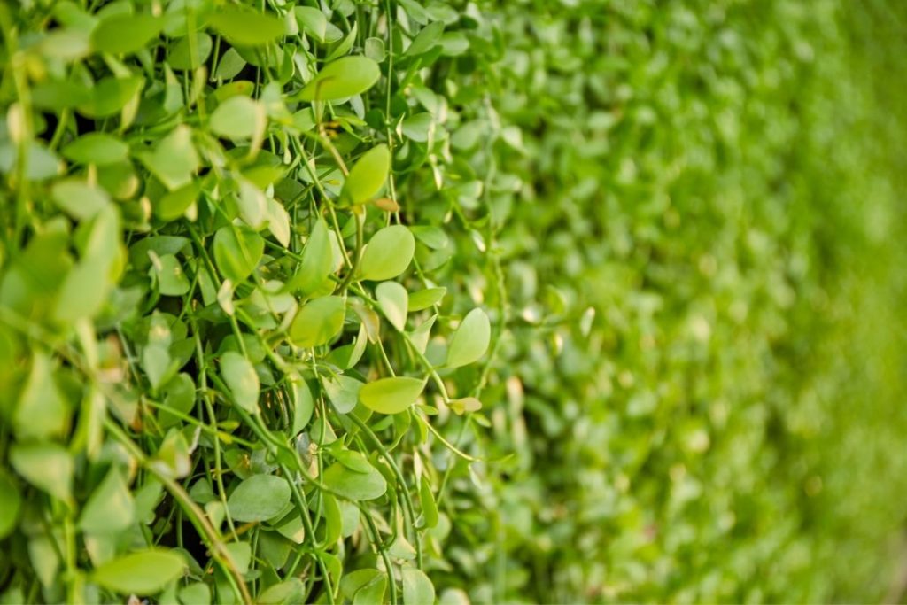 Saiba como preparar um incrível jardim vertical para cultivar Jiboia