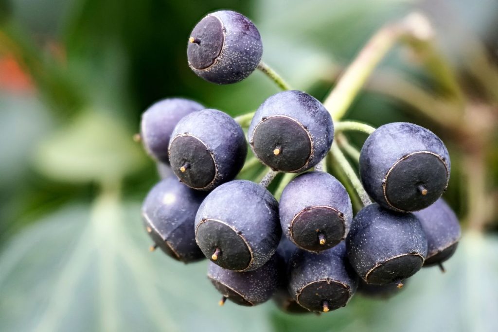 Frutas Venenosas Do Brasil - FDPLEARN