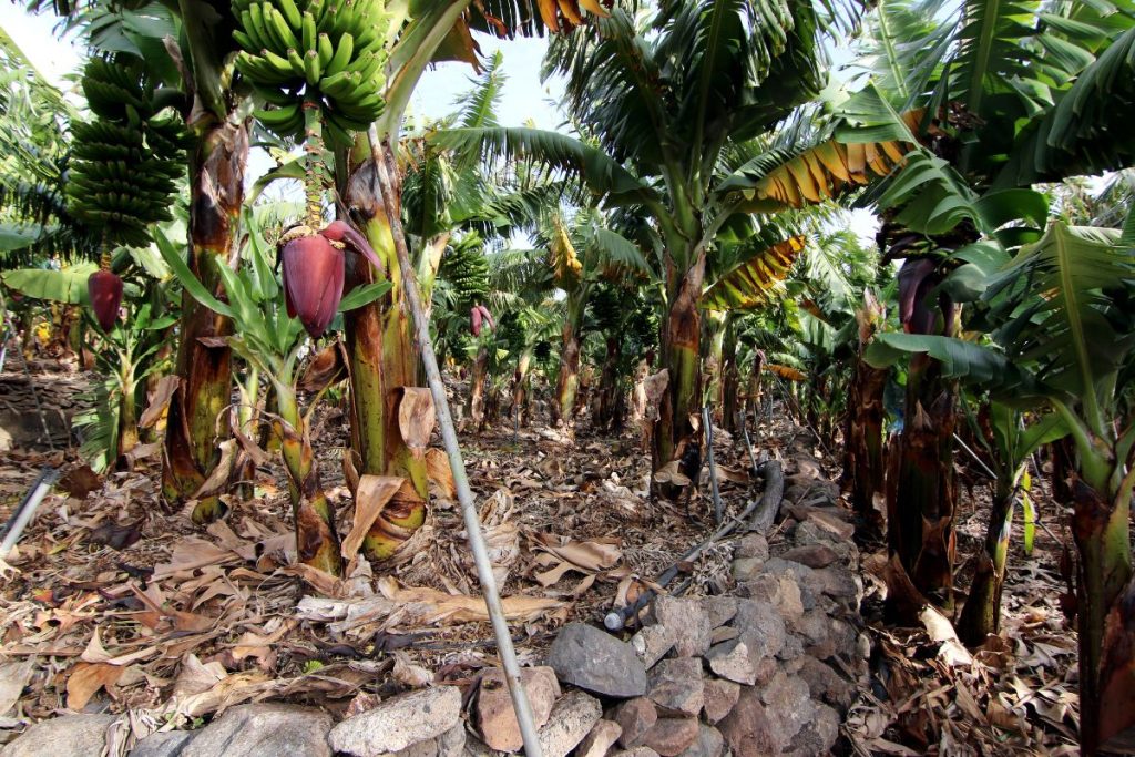 Você sabe em quanto tempo a bananeira dá frutos? Saiba mais sobre o ...