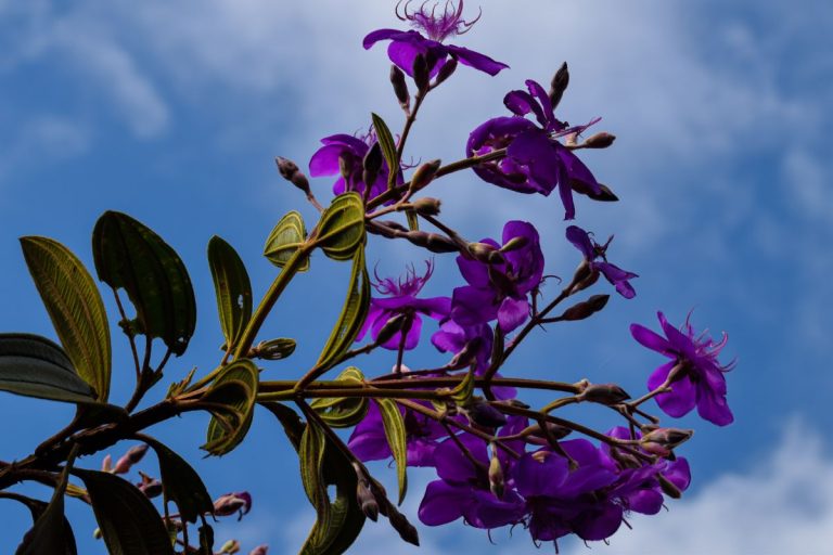 Dá para plantar manacá-da-serra em vasos? Saiba mais sobre o cultivo
