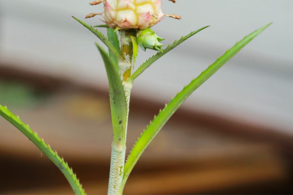 É possível cultivar o caule do abacaxi? Saiba como fazer dar certo com ...