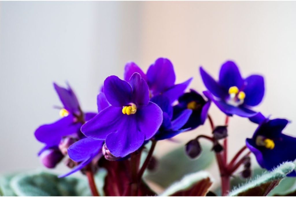 Violetas sempre floridas: conheça os truques necessários para uma ...