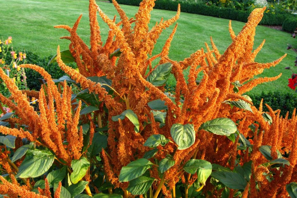 Amaranto é uma planta de fácil cultivo; saiba como ter em seu jardim