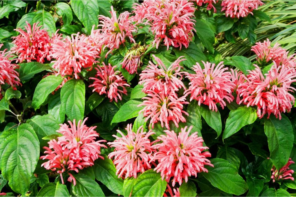 Diferente e bela: veja como ter a flor Jacobínia em sua casa com esse ...