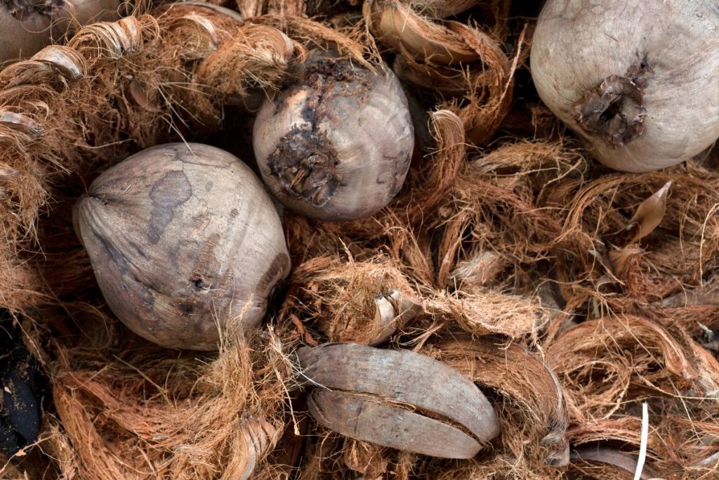 Fibra de coco pode ser usada na jardinagem: saiba agora mesmo como ...