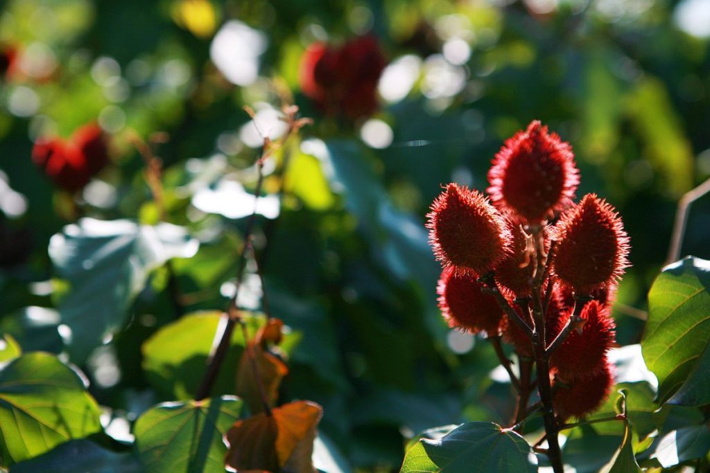 Saiba o passo a passo para cultivar colorau em casa: tenha esse super ...