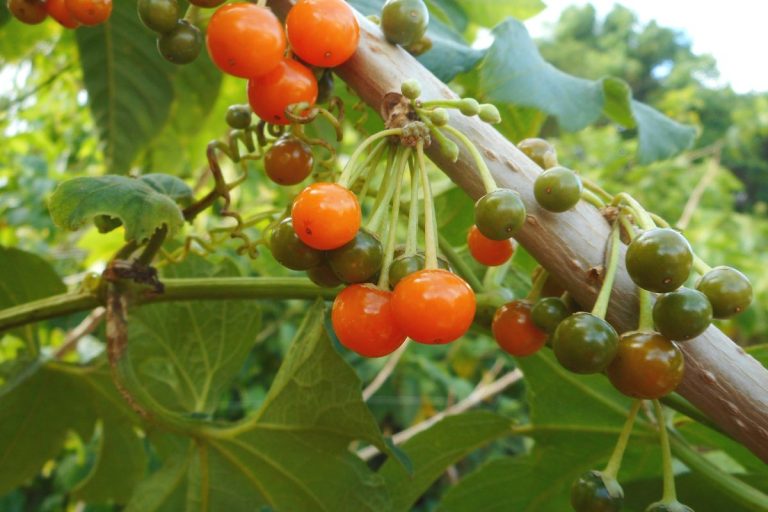 Conheça a fruta do sabiá e confira todas as dicas sobre como cultivá-la ...