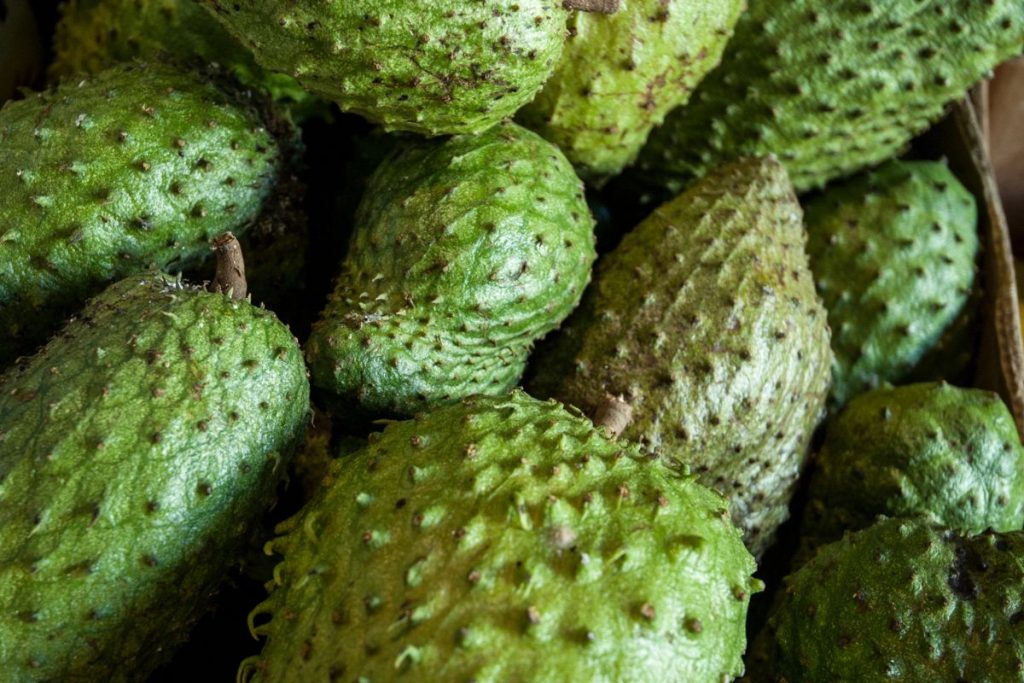 O que é necessário para cultivar graviola? Veja os cuidados necessários ...